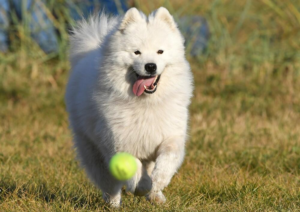 Nauka je rekla svoje: Ovo su 10 najlepših rasa pasa koje svakog otope ...